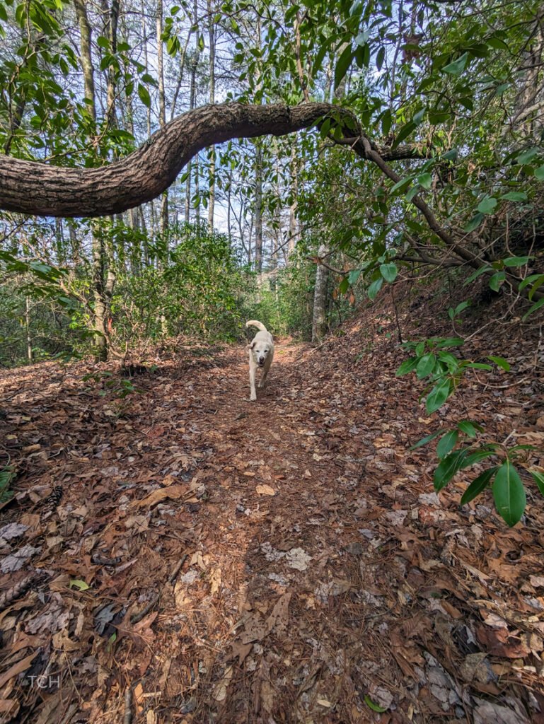 Three Forks Trail – Clayton, Georgia – The Casual Hike