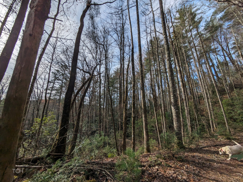Three Forks Trail – Clayton, Georgia – The Casual Hike