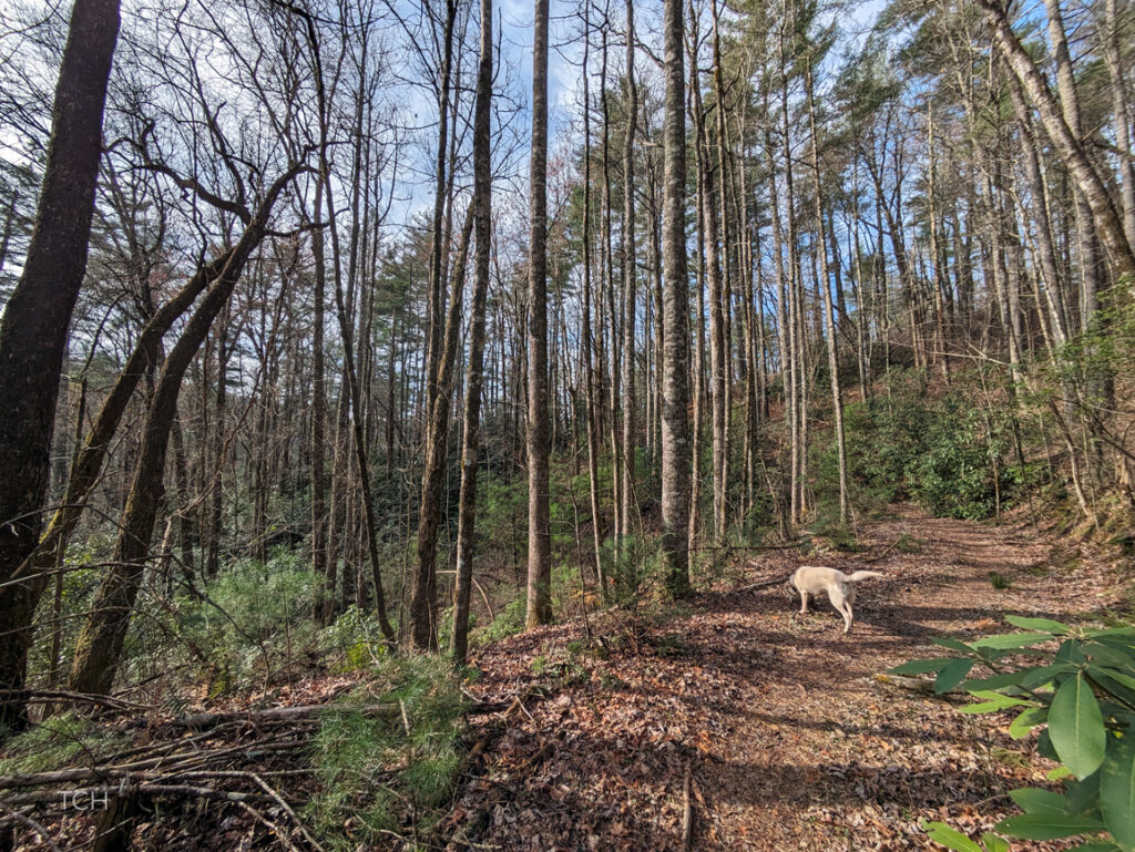 Three Forks Trail – Clayton, Georgia – The Casual Hike