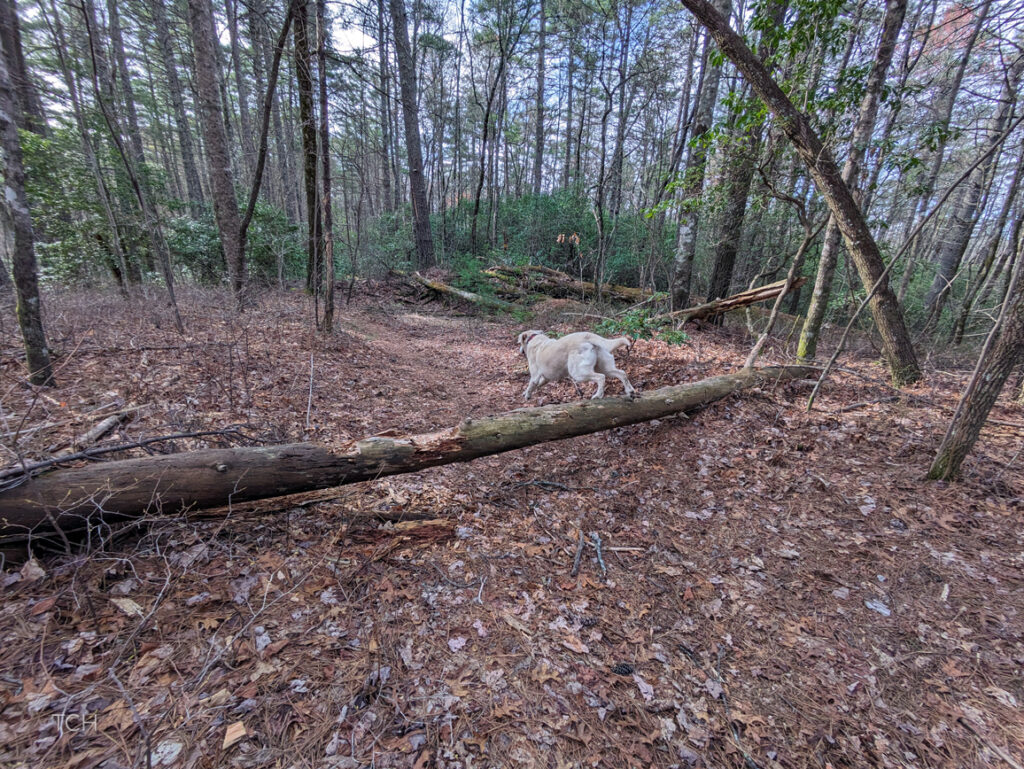 Three Forks Trail – Clayton, Georgia – The Casual Hike