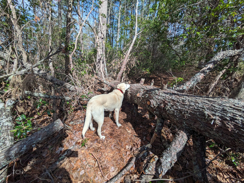 Three Forks Trail – Clayton, Georgia – The Casual Hike