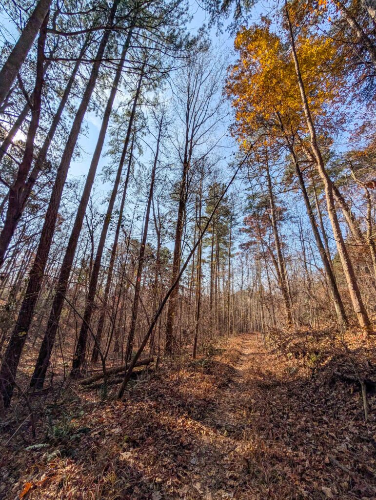 Sourwood Trail to Nancy Town Falls at Nancy Town Lake – Mt. Airy, GA ...