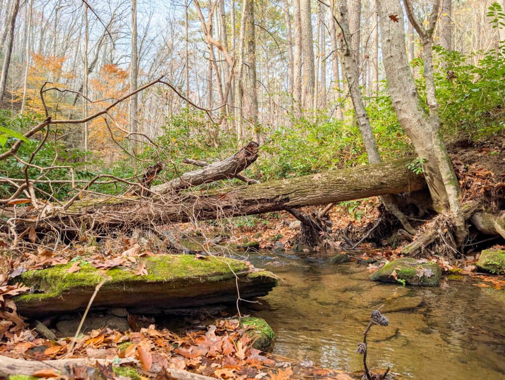 Sourwood Trail to Nancy Town Falls at Nancy Town Lake – Mt. Airy, GA ...